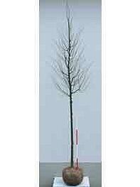 Bäume | Bund deutscher Baumschulen e.V.