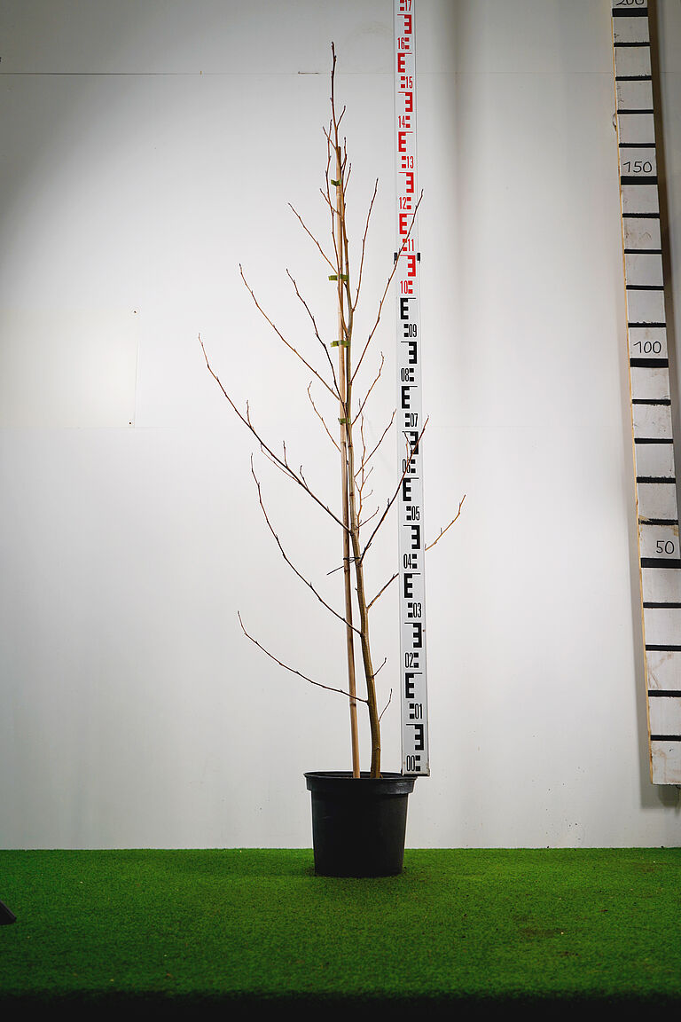 Bund deutscher Baumschulen e.V.: Heister