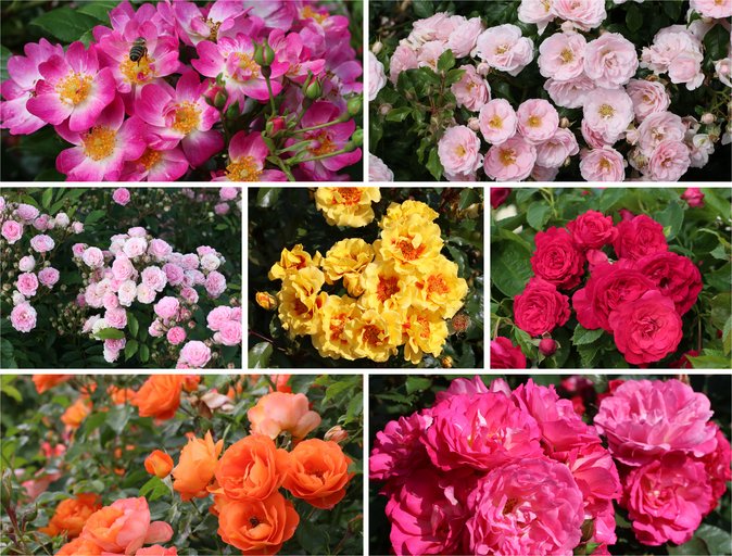 ADR-Rosen 2025: Acht Sorten erhalten das begehrte Güte­zei­chen | Bund ...