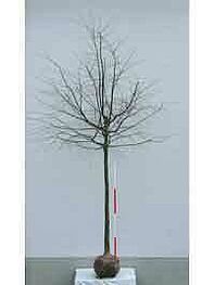 Bäume | Bund deutscher Baumschulen e.V.