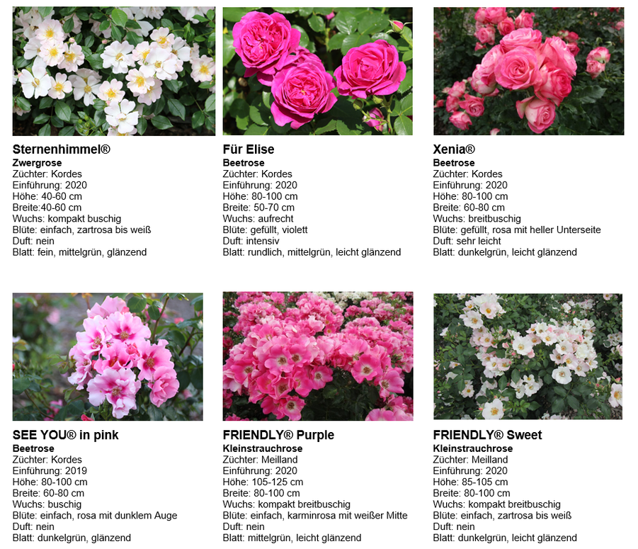 Auszeichnung der ADR-Rosen 2021 | Bund deutscher Baumschulen e.V.