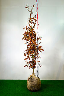 Heister | Bund deutscher Baumschulen e.V.